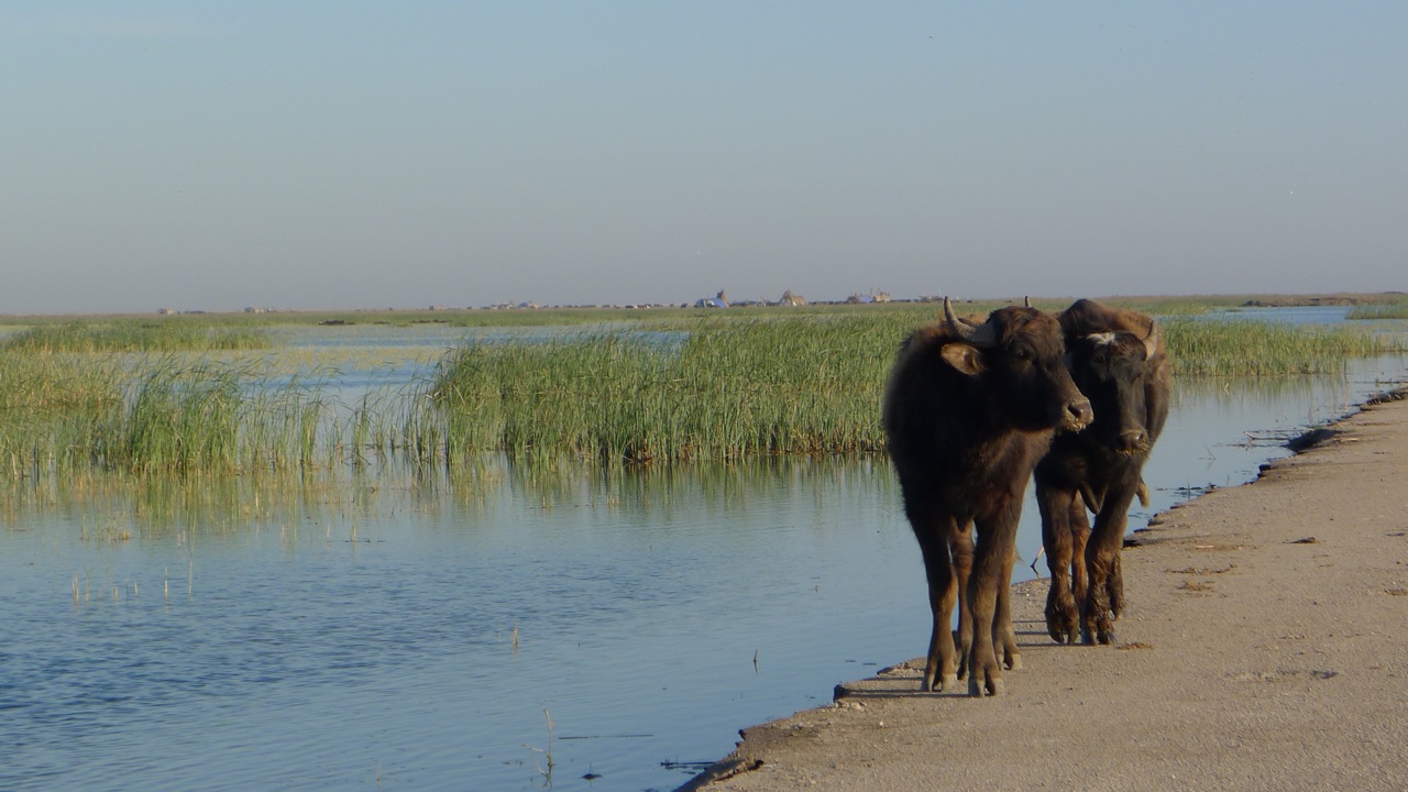 Diary: The Marshes of Southern Iraq - Ruya Foundation For Contemporary ...